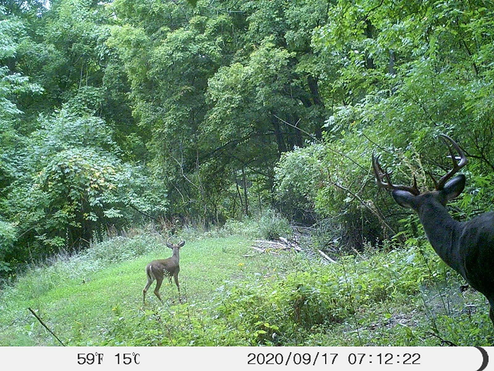 Discover The Benefits of Using a Trail Camera – WOSPORTS